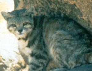 Andean Cat - Feline Conservation Foundation