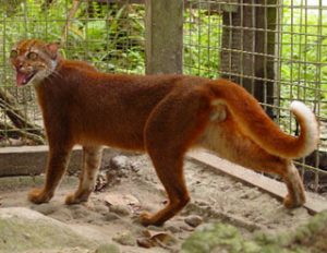 Bay Cat - Feline Conservation Foundation