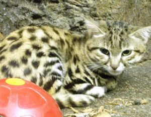 Black Footed Cat - Feline Conservation Foundation