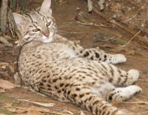 Geoffroy's Cat - Feline Conservation Foundation