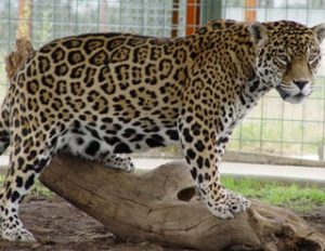 Jaguar - Feline Conservation Foundation
