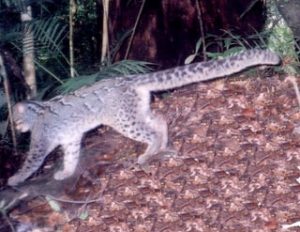 Marbled Cat - Feline Conservation Foundation