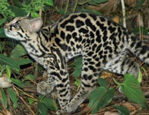 Margay - Feline Conservation Foundation