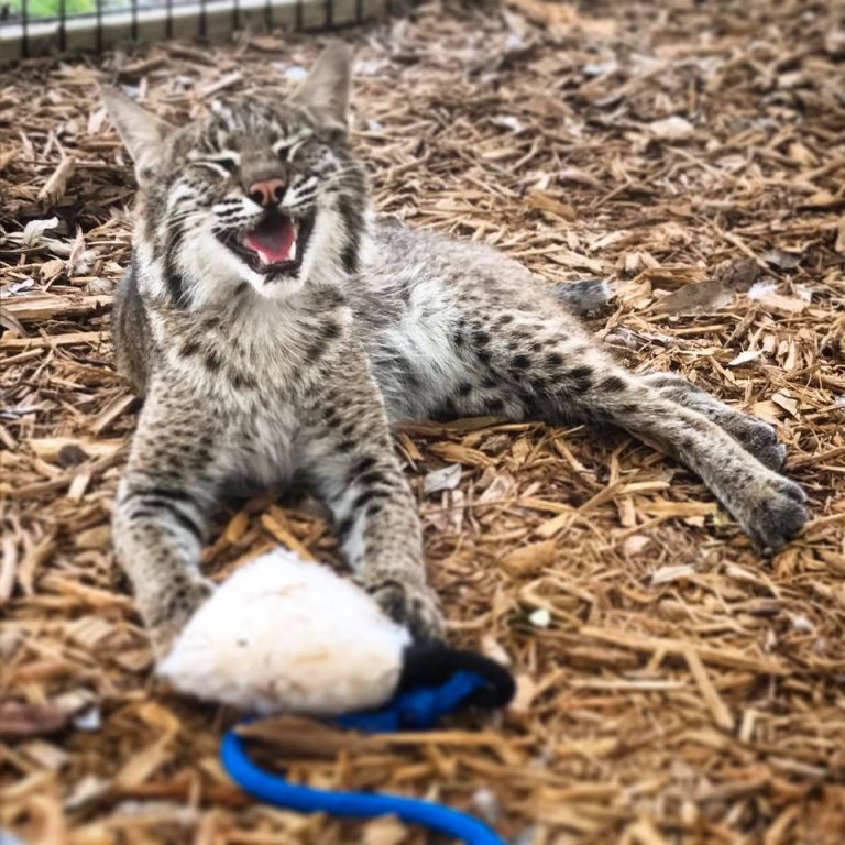 Membership - Feline Conservation Foundation