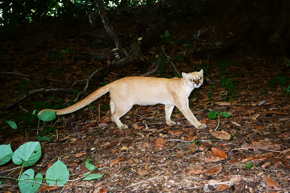 Felines of the World