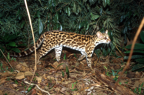 Felines of the World