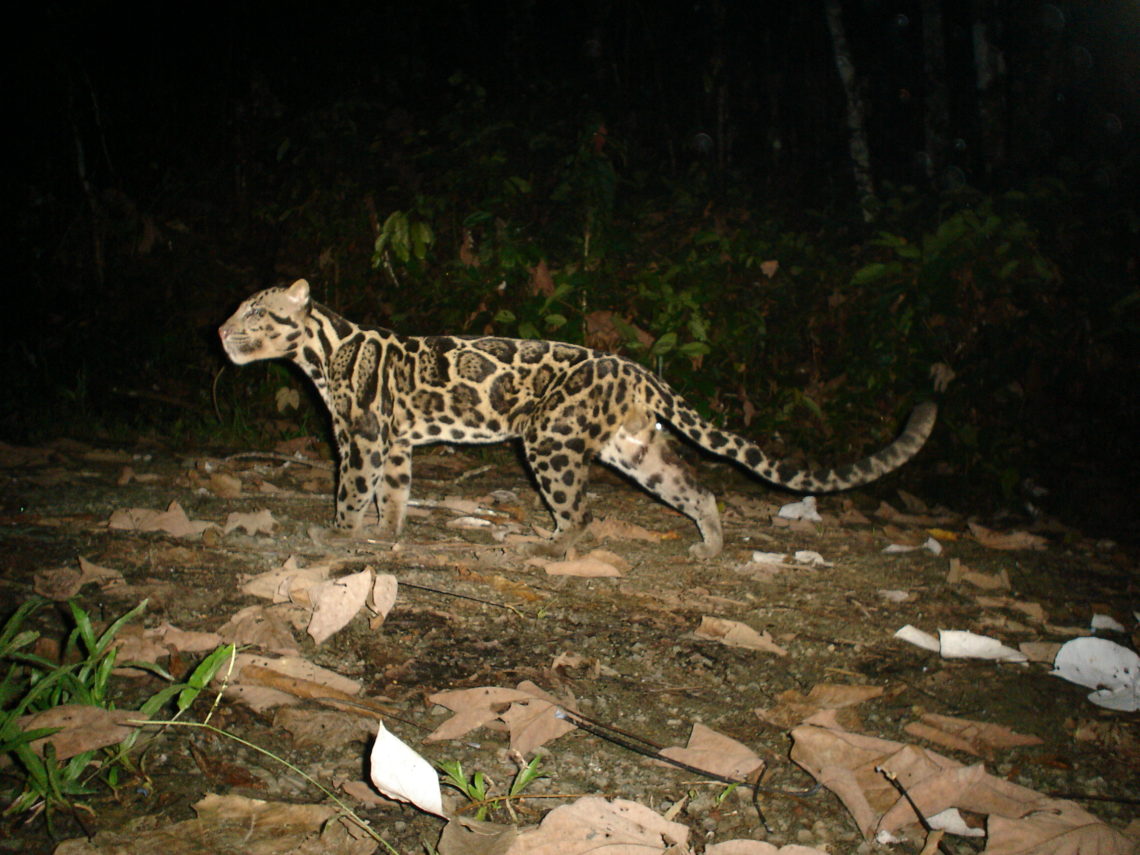 Felines of the World