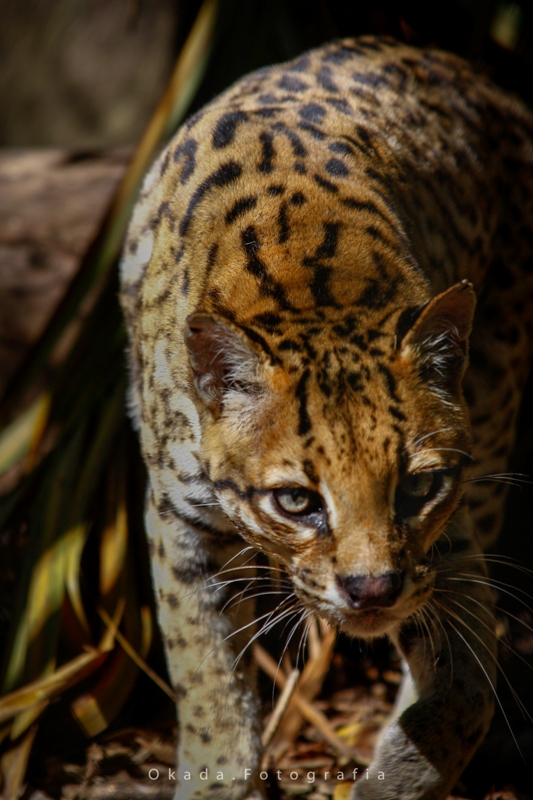 Felines of the World