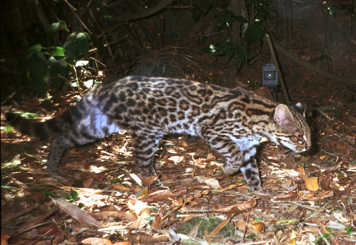 Felines of the World