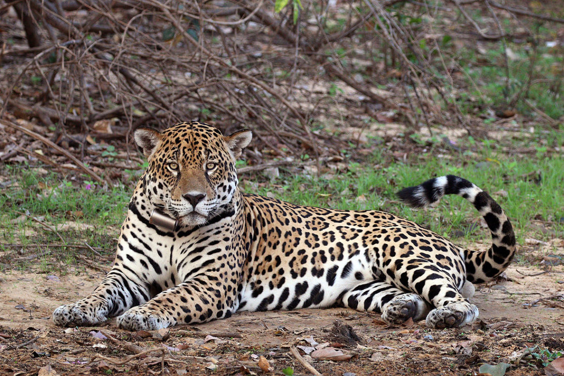 Felines of the World