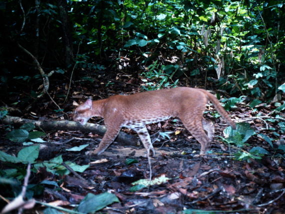 Felines of the World