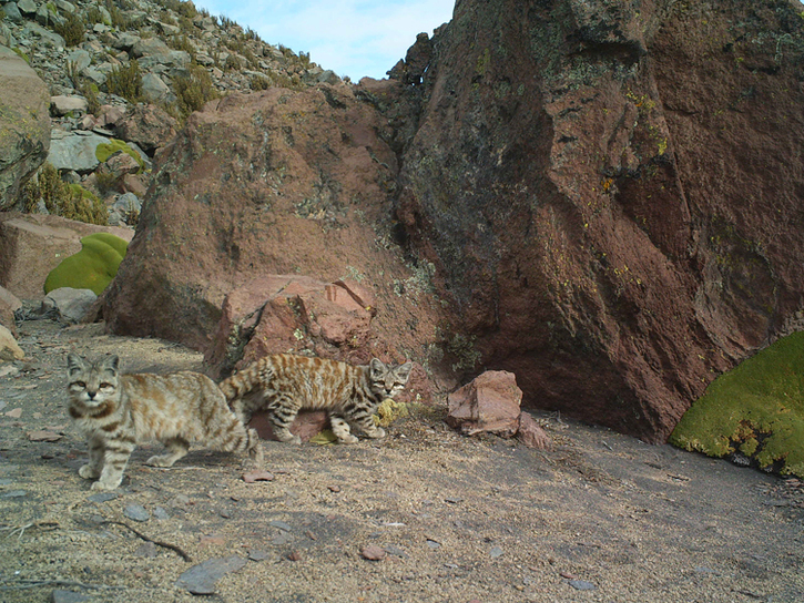 Felines of the World