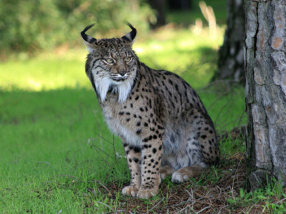 Felines of the World