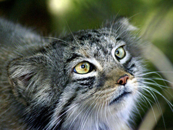 Felines of the World