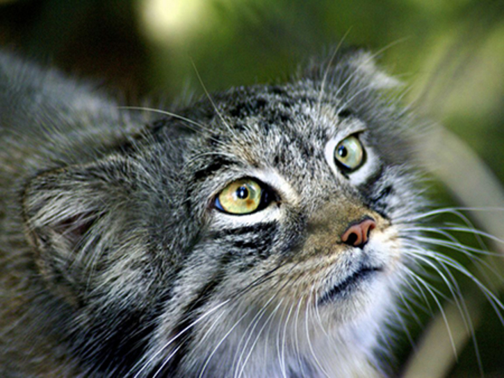 Felines of the World