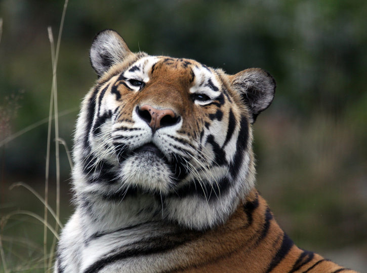 Felines of the World