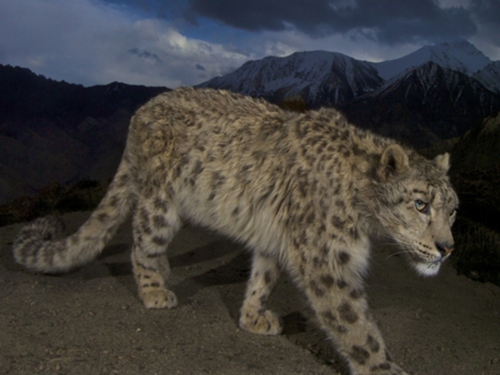 Felines of the World